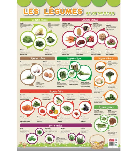 BOUCHUT Poster pédagogique Légumes 52 x 76 cm - Tout Le Scolaire